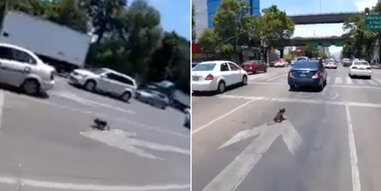 Woman Risks Her Own Life To Save Dog Who Just Darted Into Traffic - The ...