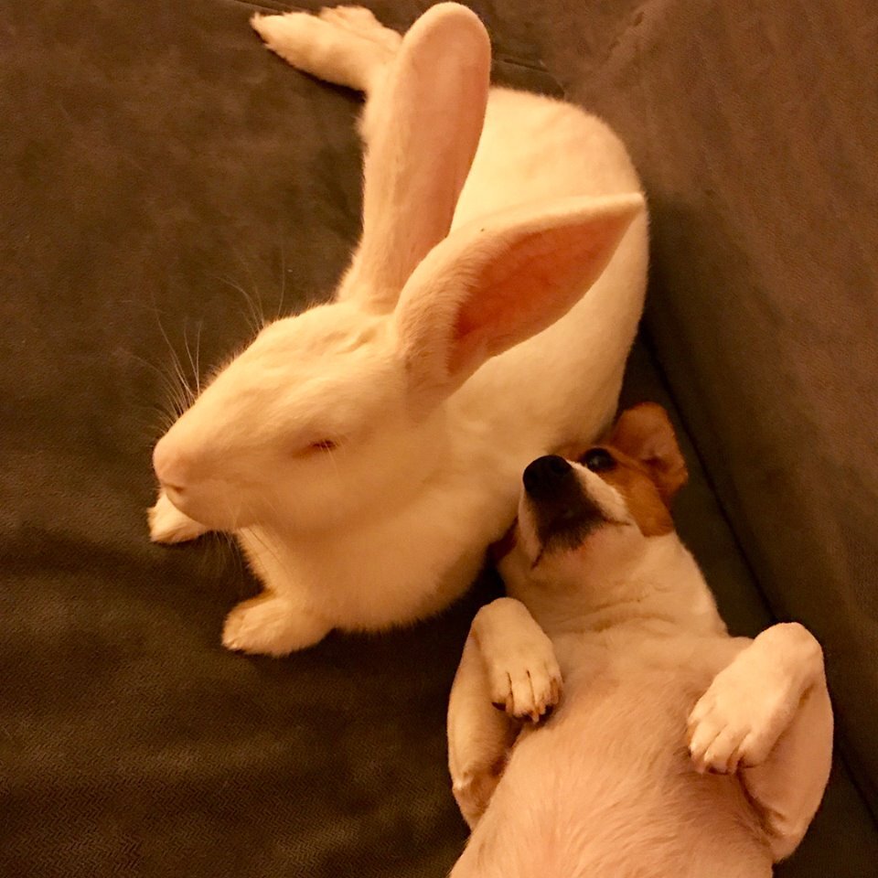 Rescue Bunny Falls In Love With His New Family’s Dogs - The Dodo