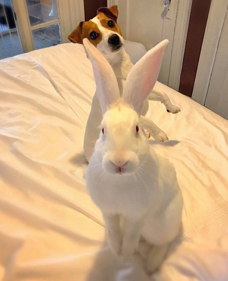 Rescue Bunny Falls In Love With His New Family’s Dogs - The Dodo