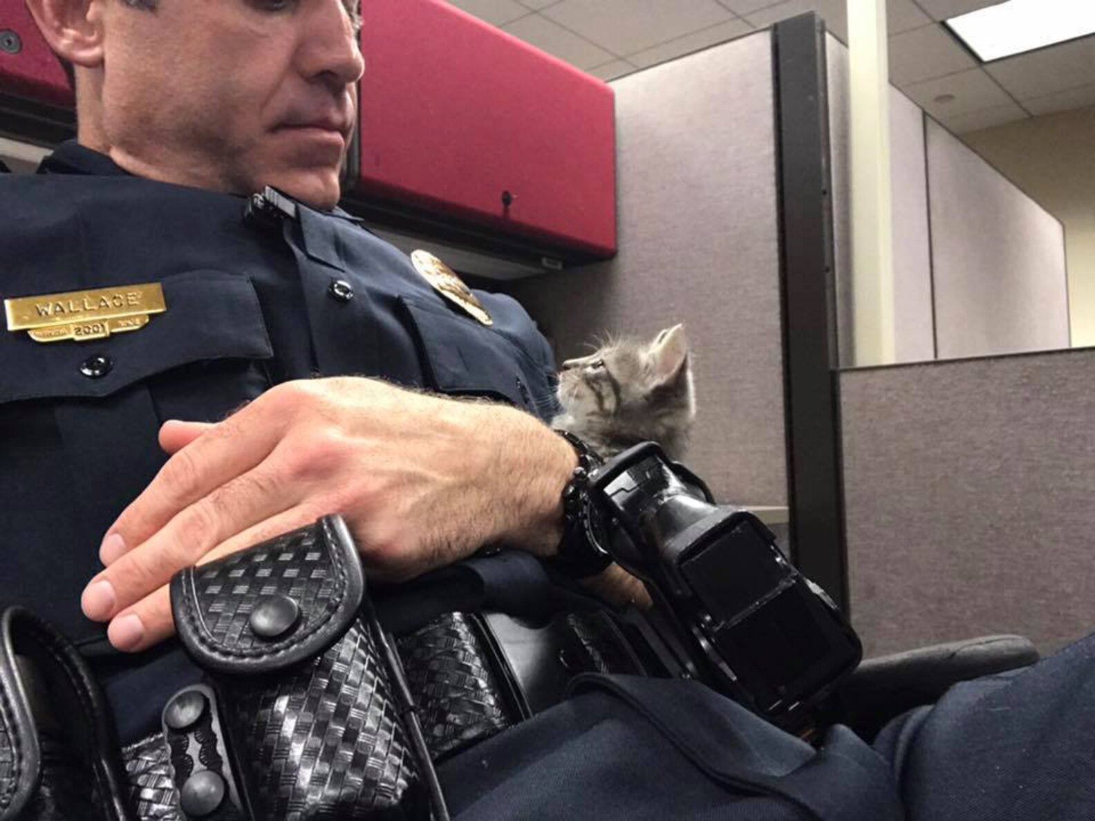 Cop Adopts Stray Kitten - The Dodo