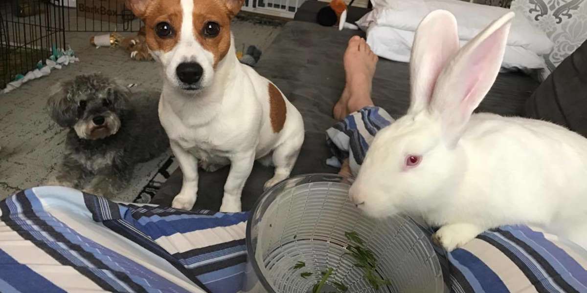 Rescue Bunny Falls In Love With His New Family’s Dogs - The Dodo
