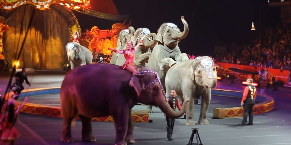 New York City Just Banned Wild Animals In Circuses - Videos - The Dodo