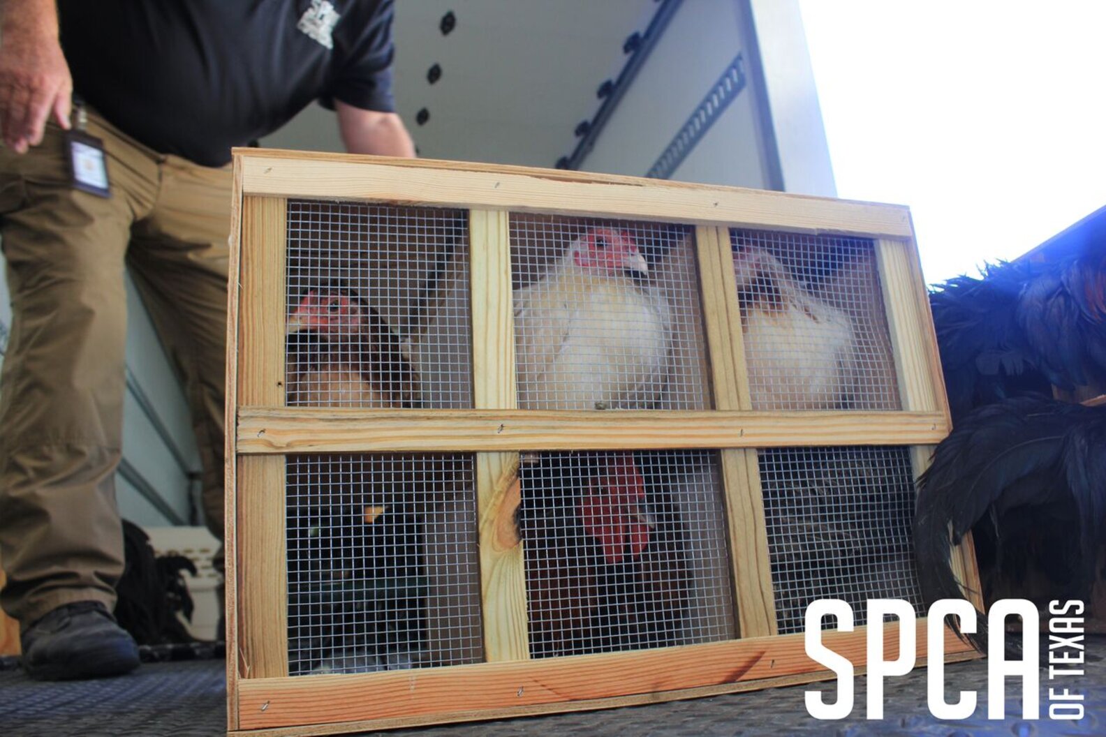 Police Pull Van Over And Find 63 Rooster Shoved Into Boxes - The Dodo