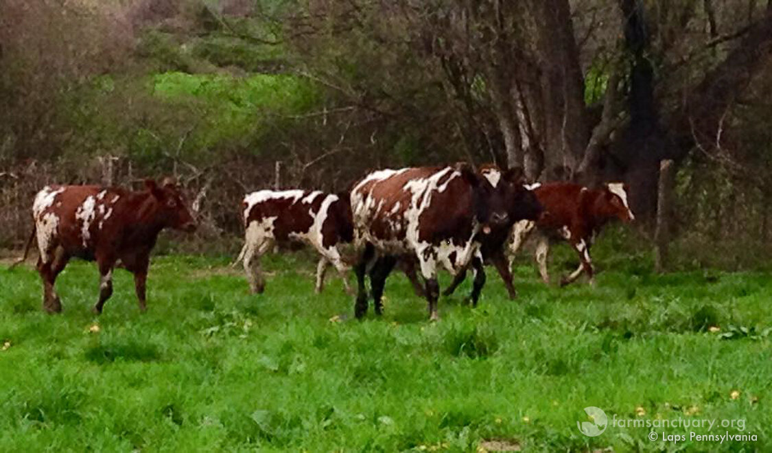 Cows Drowning In Their Own Waste Have The Best Life Now - The Dodo