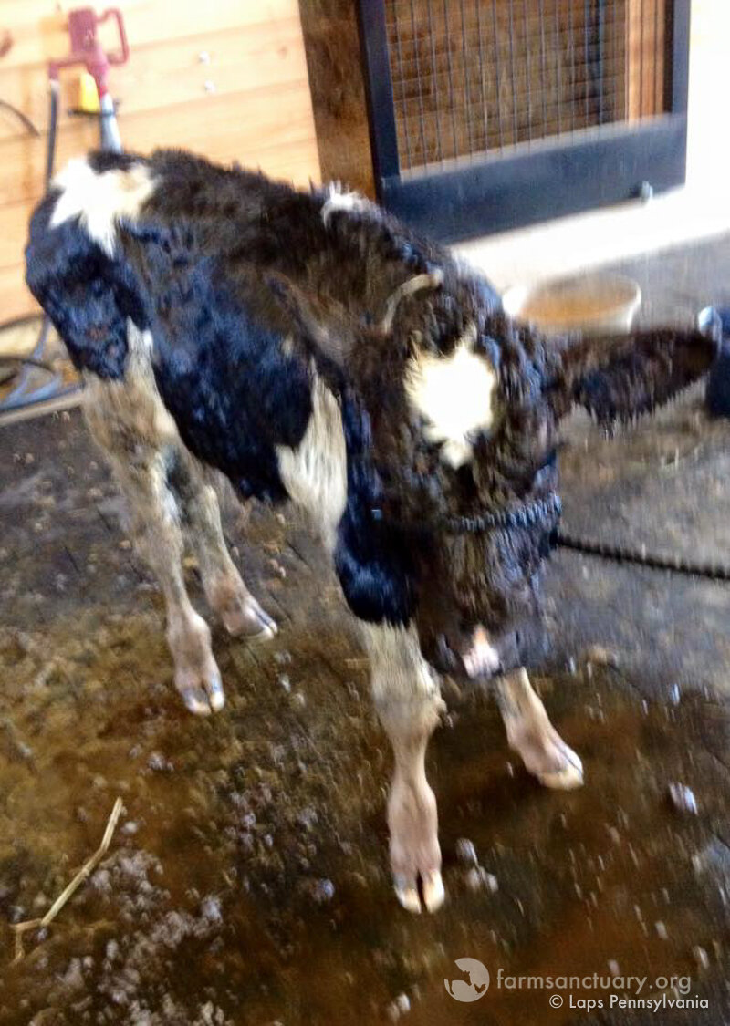 Cows Drowning In Their Own Waste Have The Best Life Now - The Dodo