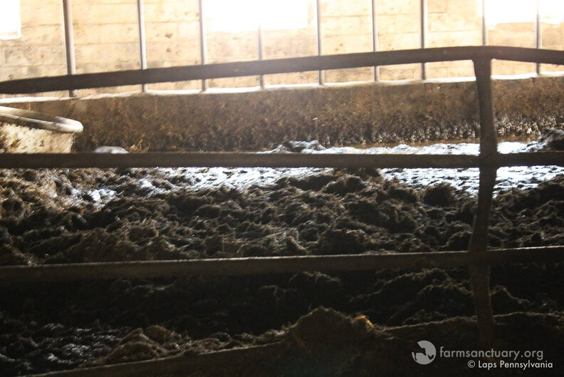 Cows Drowning In Their Own Waste Have The Best Life Now - The Dodo