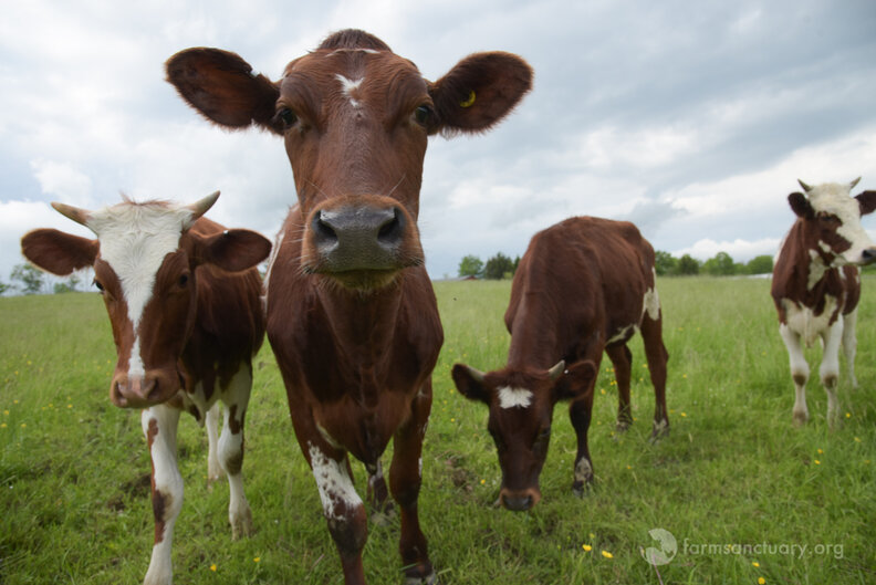 Cows Drowning In Their Own Waste Have The Best Life Now - The Dodo