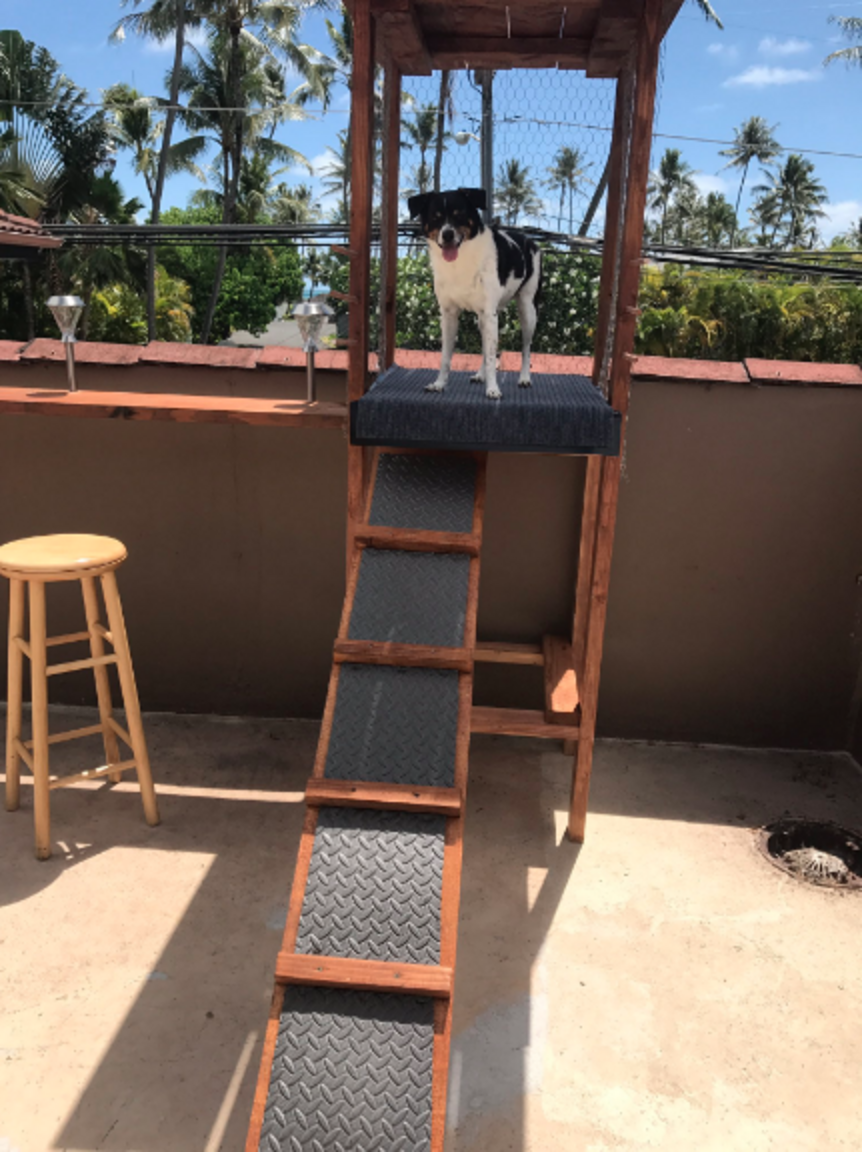 Dad Builds A Little Lookout Post For Dog Who Loves To Keep Watch - The Dodo