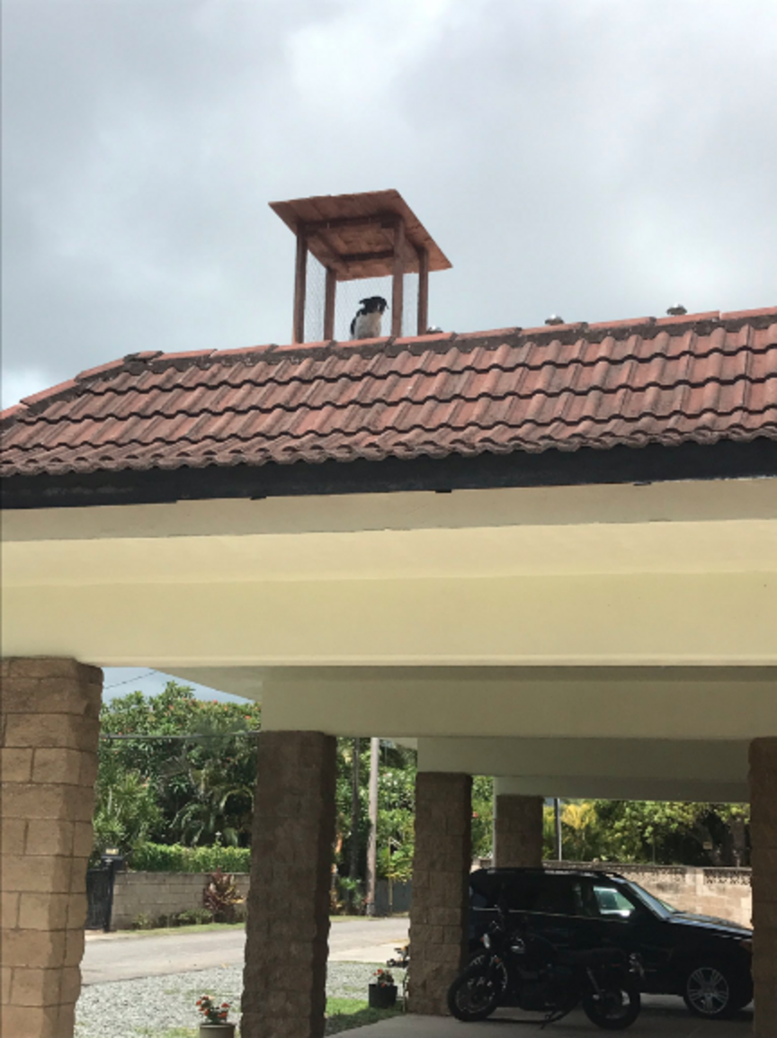 Dad Builds A Little Lookout Post For Dog Who Loves To Keep Watch - The Dodo