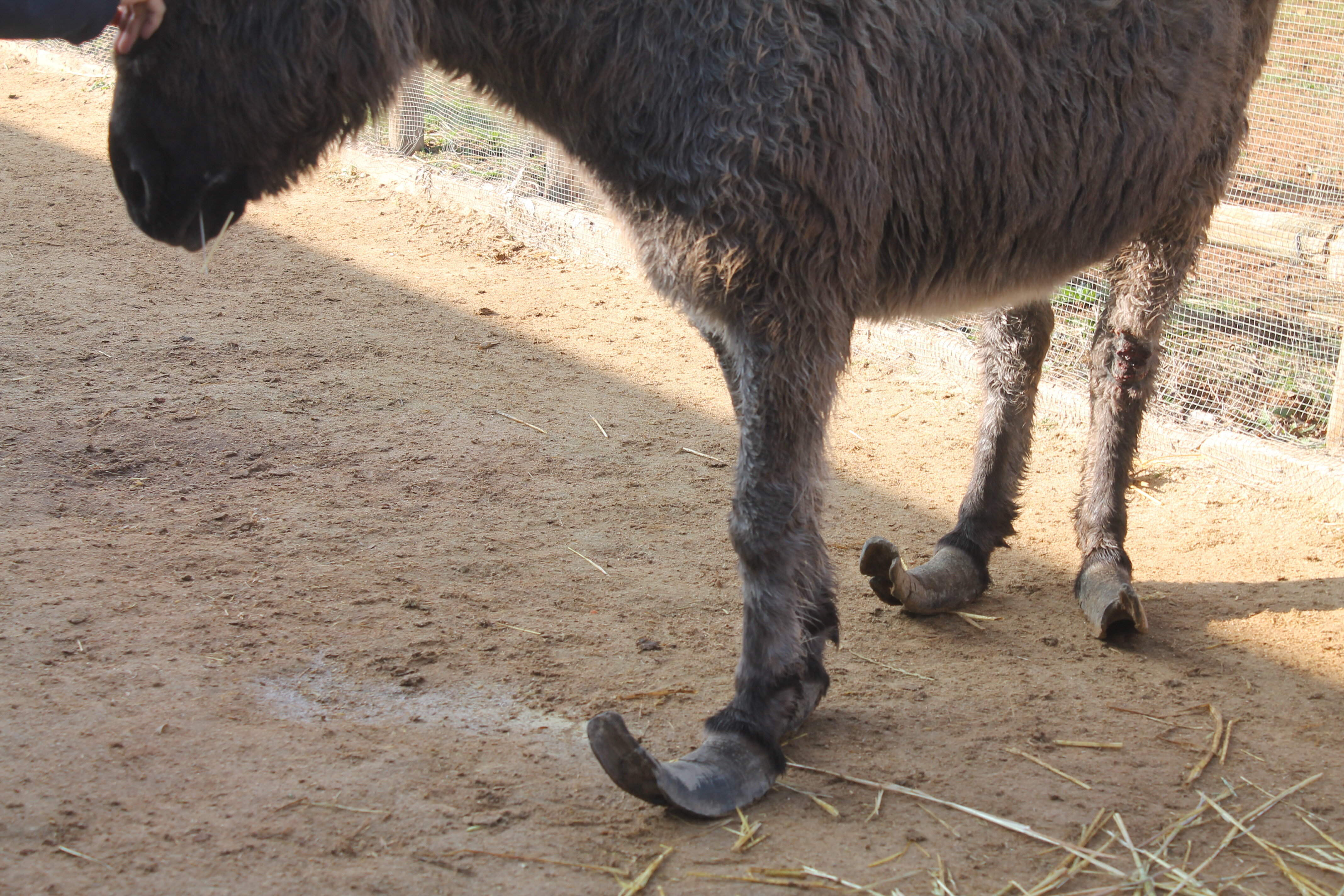 Neglected Donkey With Overgrown Hooves Gets Help - The Dodo