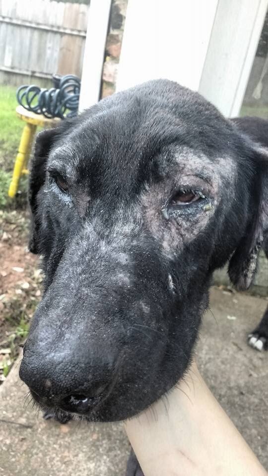 'Angel' Dog Undergoes Miraculous Transformation Outside The Shelter ...