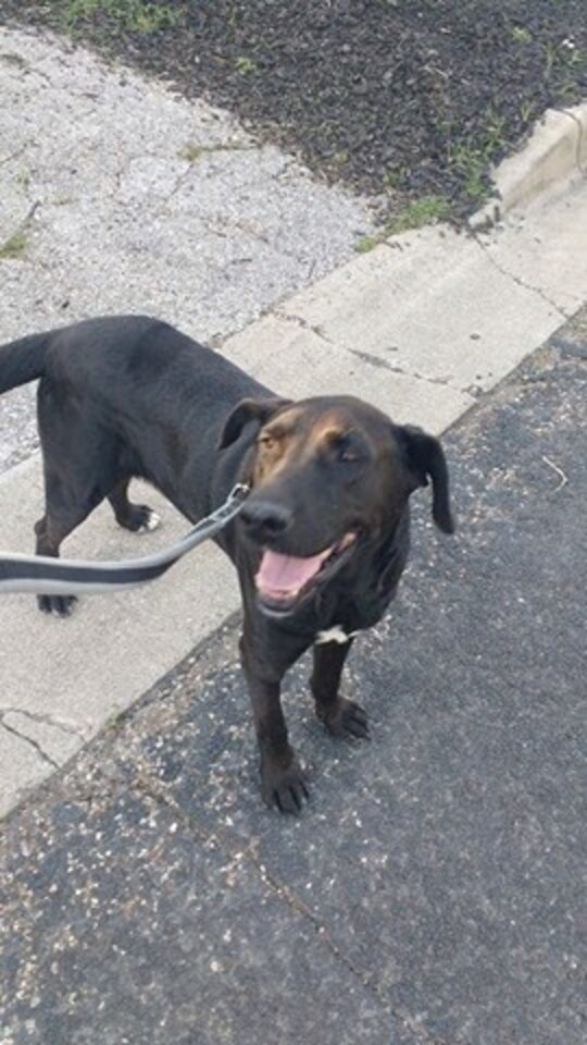 'Angel' Dog Undergoes Miraculous Transformation Outside The Shelter ...