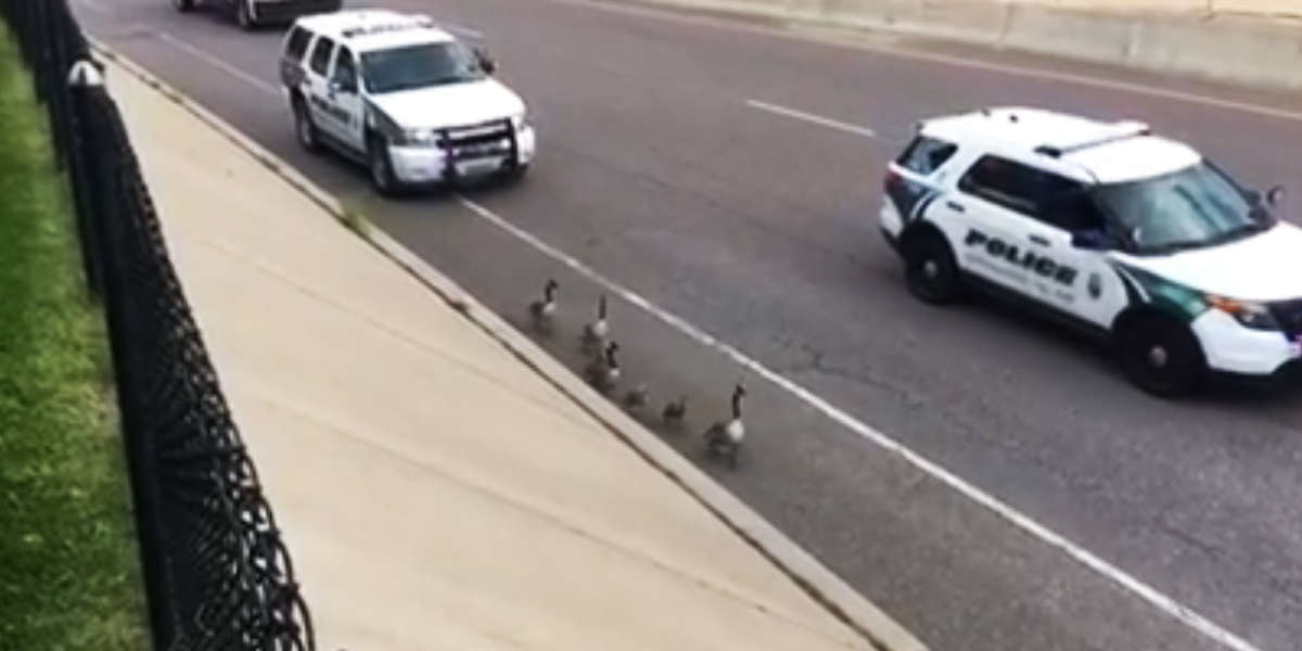Goose Family Gets Police Escort After Waddling Onto A Highway - The Dodo