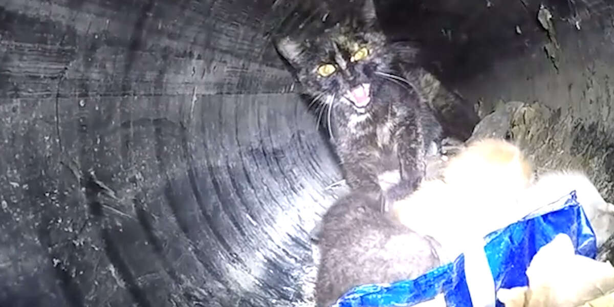 Cat And Her Kittens Rescued From Long Drain Pipe - Videos - The Dodo