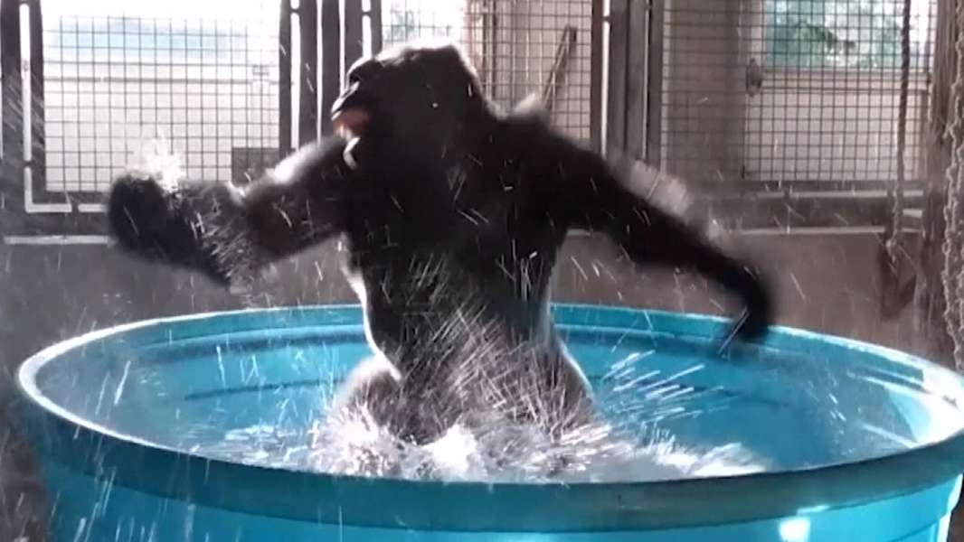 Lola the Gorilla Goes Viral With Breakdance Routine - Thrillist