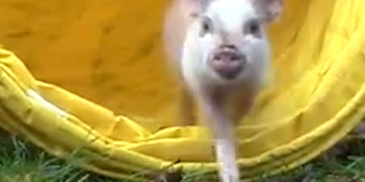 Smart Pig Gets Trained Like A Dog - Videos - The Dodo