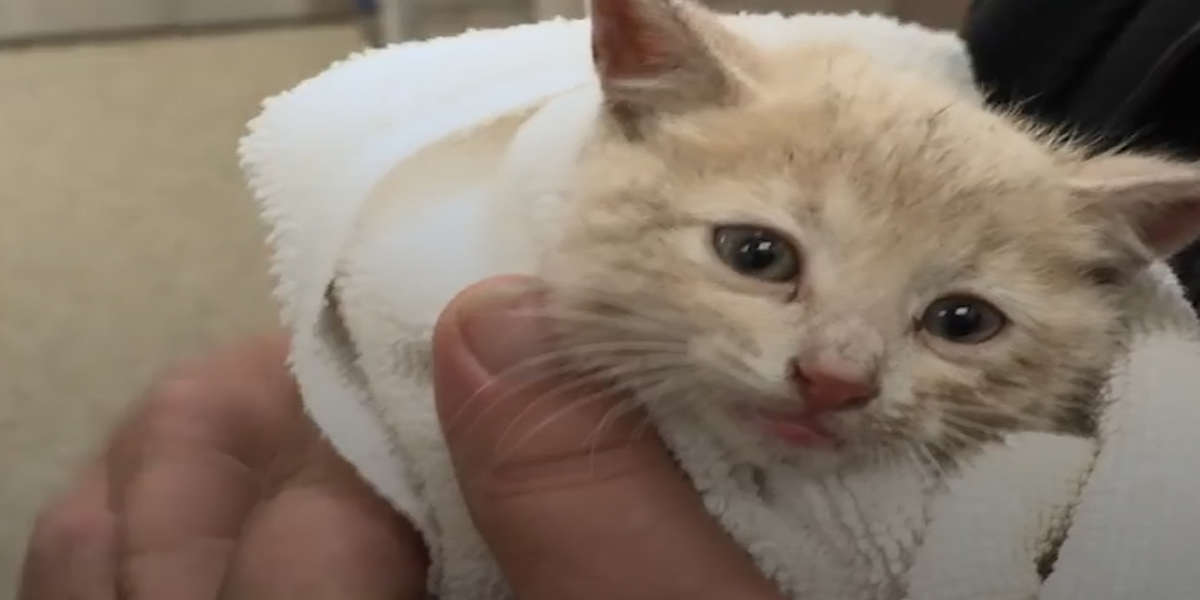 Kittens Get Rescued From Drain Pipe - Videos - The Dodo