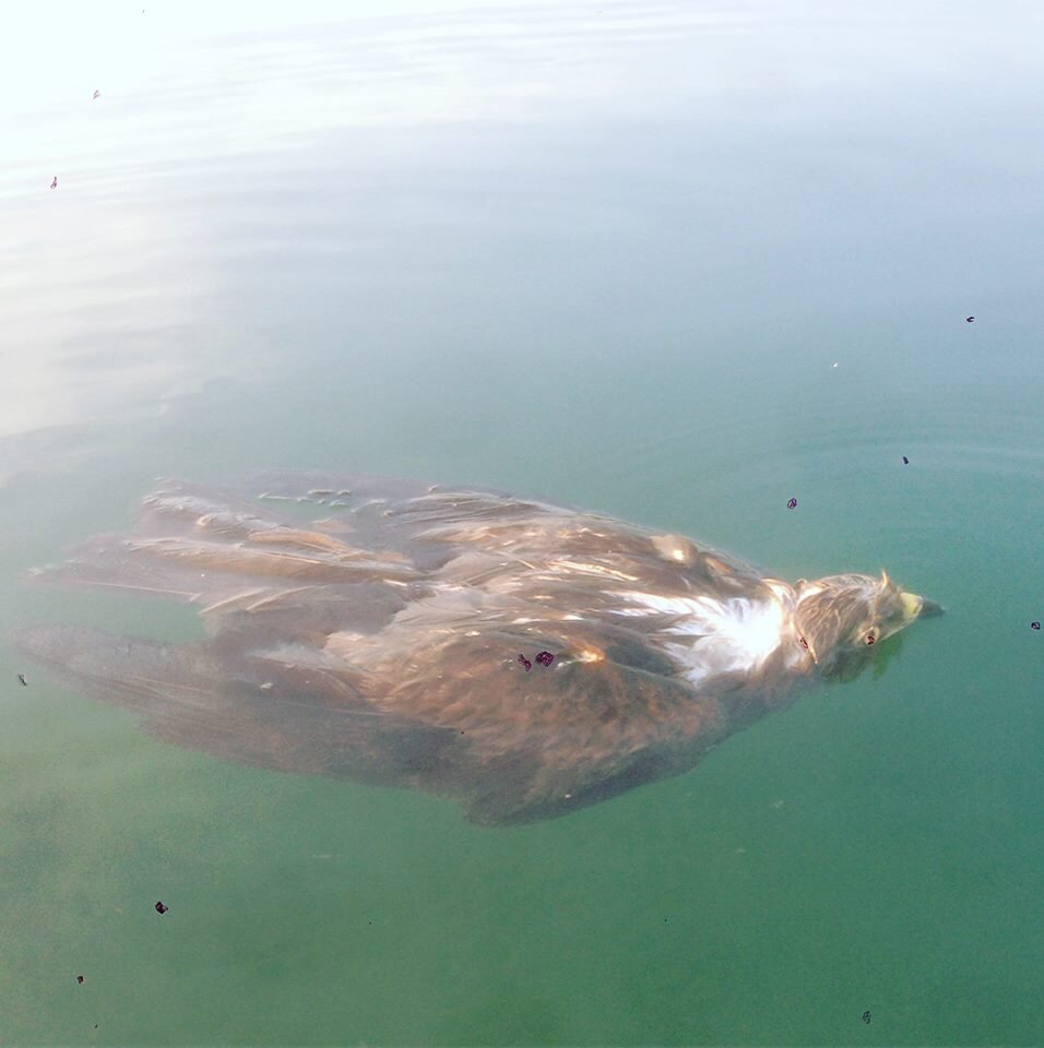 Man Sees Dark Spot Out On The Lake — Then Realizes It's Alive - The Dodo