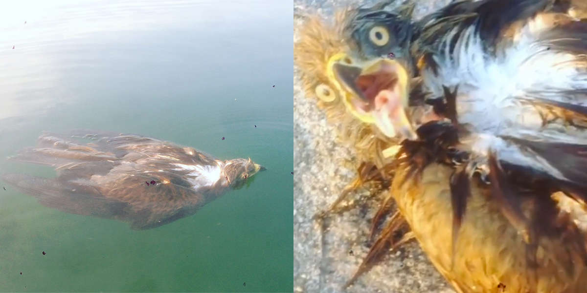 Man Sees Dark Spot Out On The Lake — Then Realizes It's Alive - The Dodo