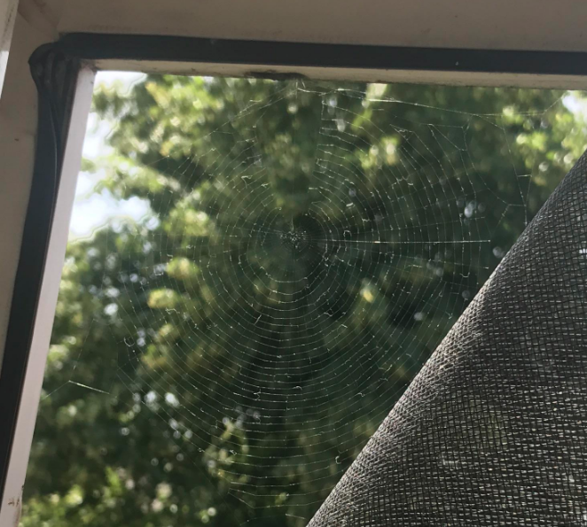 Very Nice Spider Patches Up Guy's Broken Screen - The Dodo