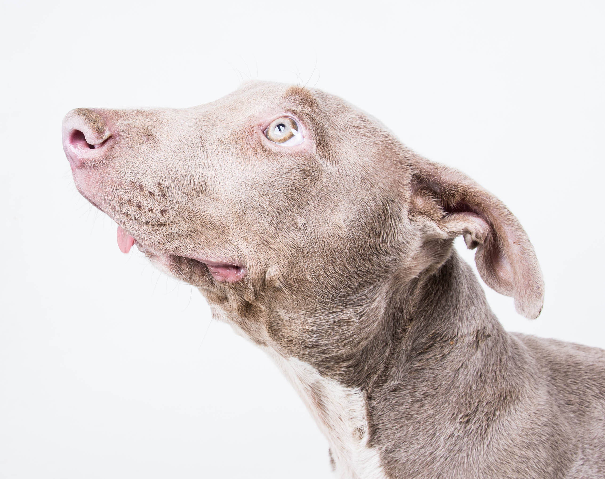 Pit Bull Puppy With Overbite Needs Forever Family - The Dodo