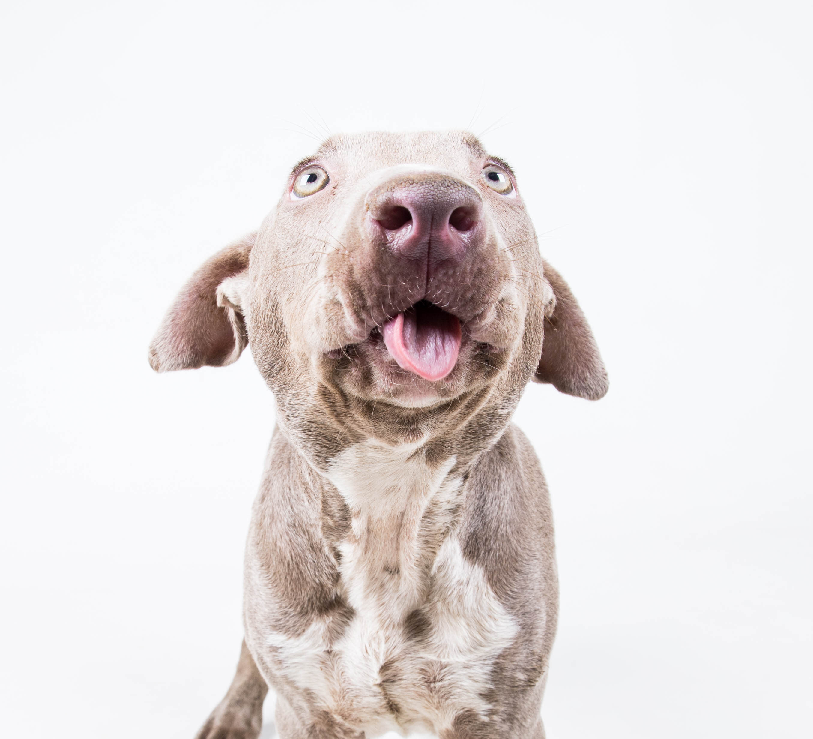Pit Bull Puppy With Overbite Needs Forever Family - The Dodo