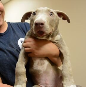 Pit Bull Puppy With Overbite Needs Forever Family - The Dodo