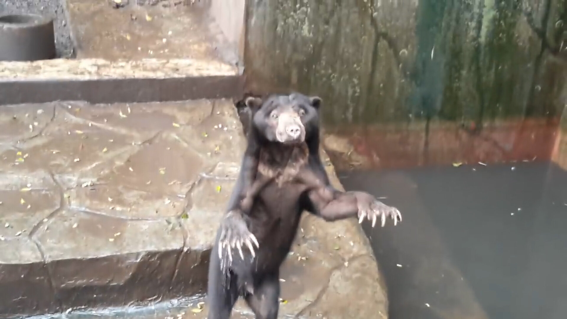 Boycott Zoos - The Dodo