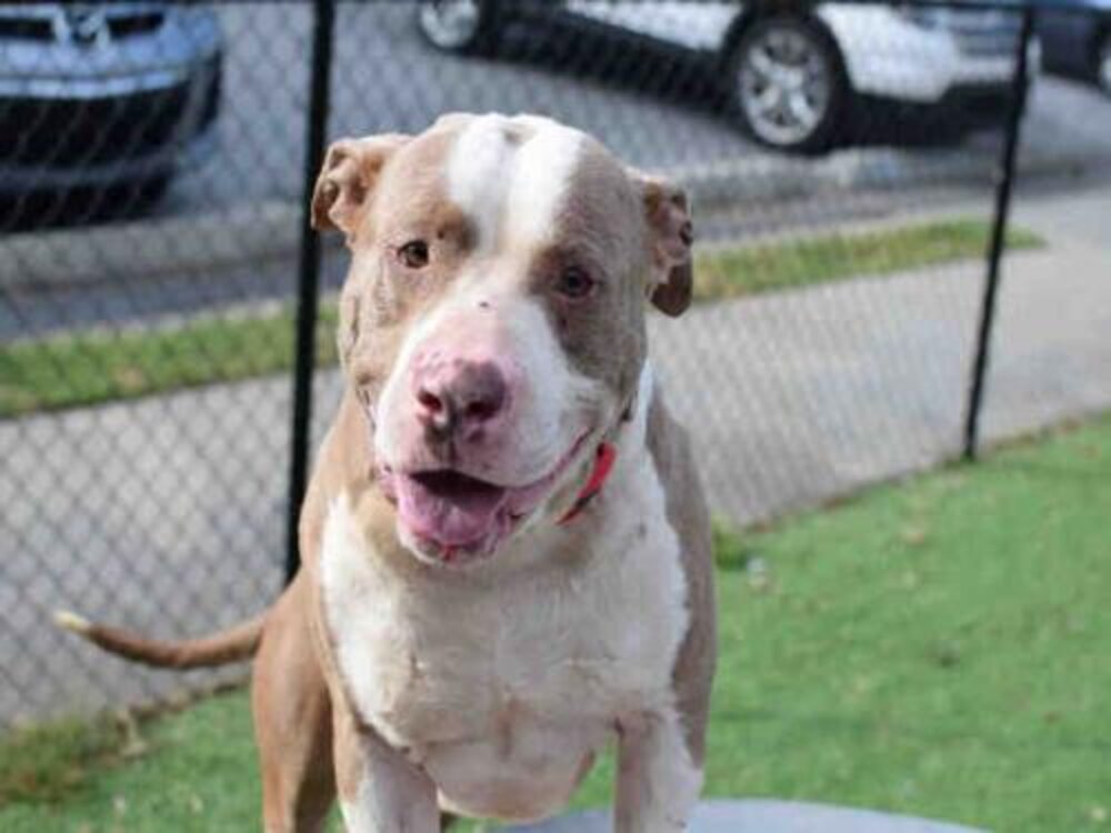 Senior Shelter Pit Bull Lost His Friend And Needs A Home - The Dodo