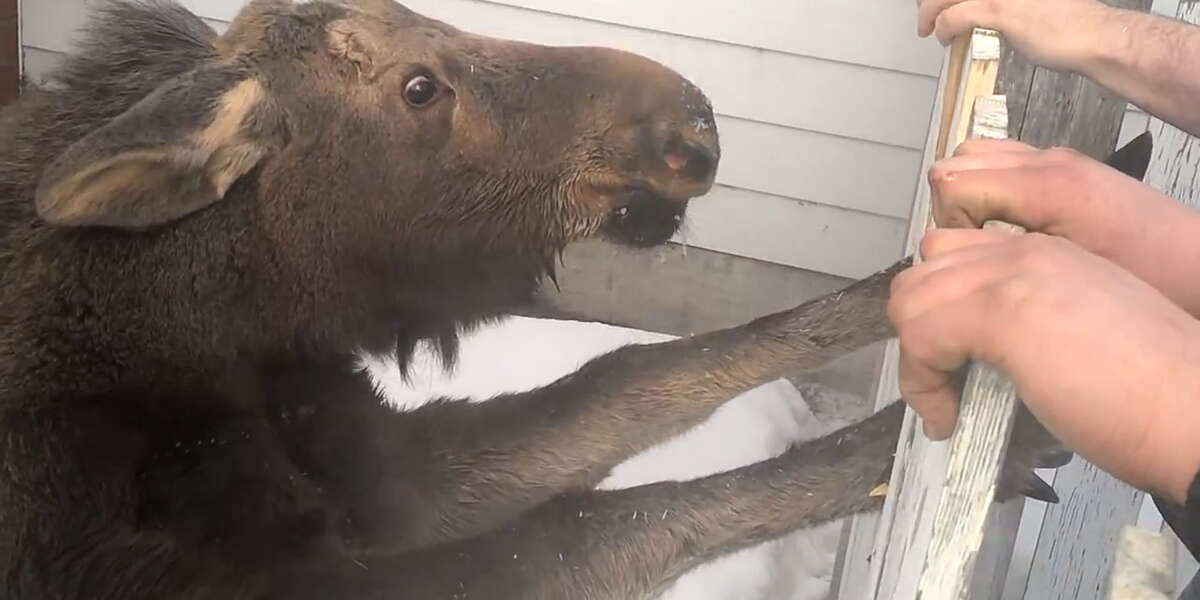 Baby Moose Gets His Hooves Stuck In A Fence - Videos - The Dodo