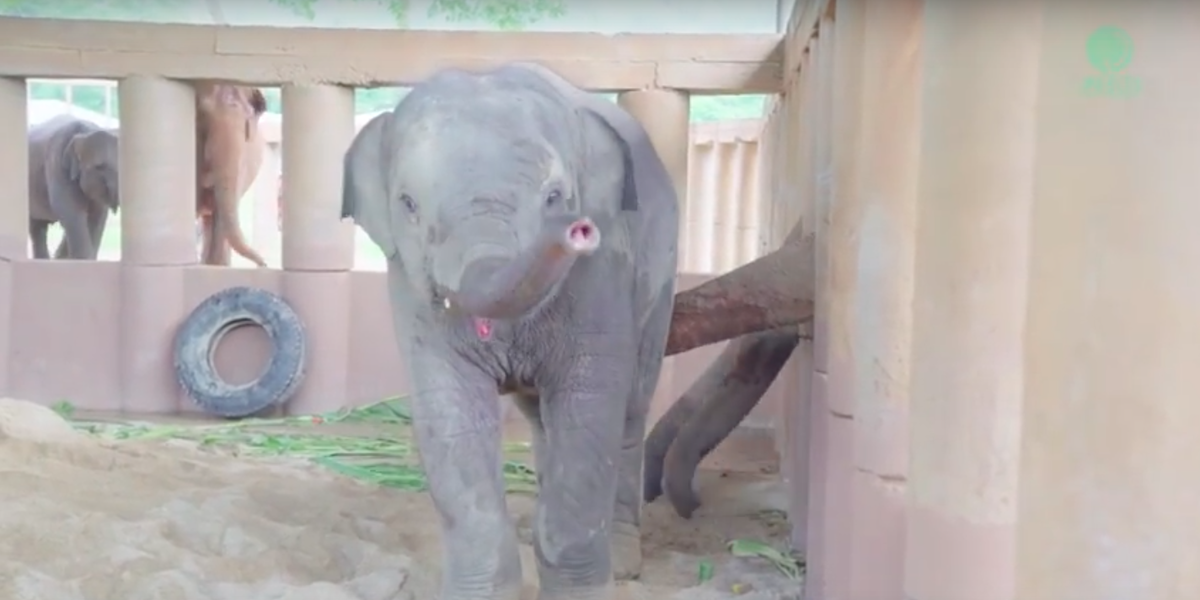 Elephant Herd Runs To Greet New Rescued Baby At Thai Sanctuary - The Dodo