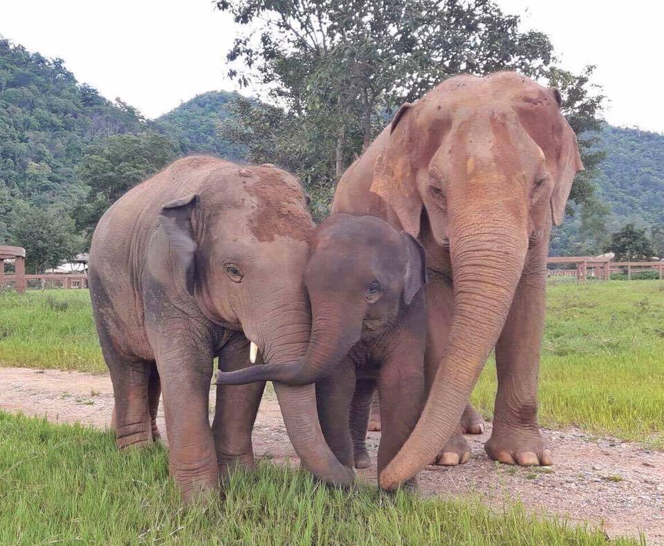 Elephant Herd Runs To Greet New Rescued Baby At Thai Sanctuary - The Dodo