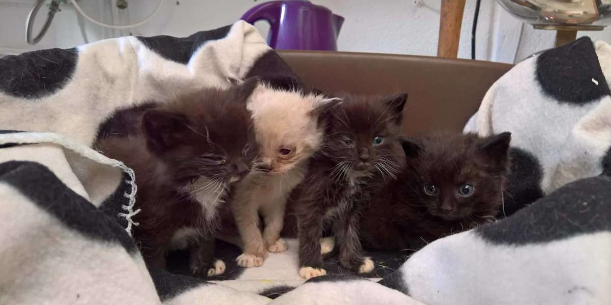 Kittens Rescued From Well Are Getting Stronger By The Day - The Dodo