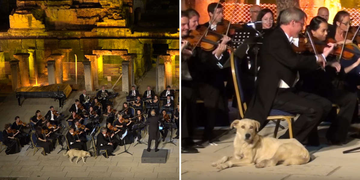 Random Dog Walks Onstage During Concert And Gets Rounds Of Applause ...