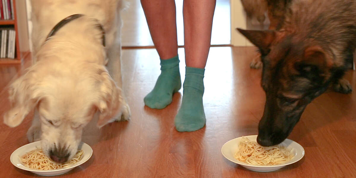 These Dogs Really Love Spaghetti - Videos - The Dodo