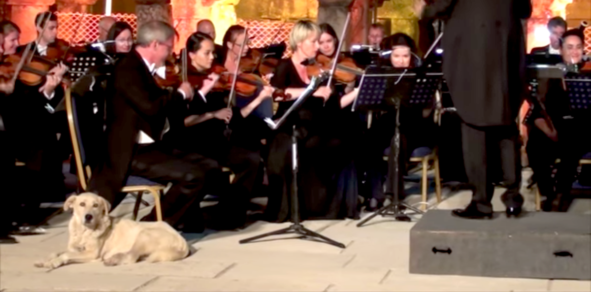 Funny Dog Walks Onstage in Vienna Chamber Orchestra Concert - Thrillist