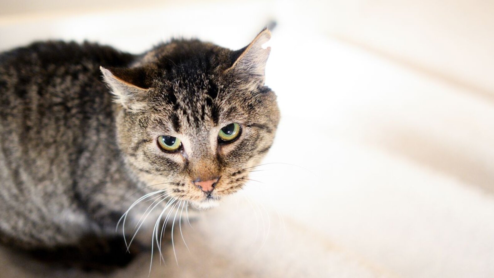 Senior Cat Was So Grumpy Until He Became ‘Grandpa’ To Kittens - The Dodo