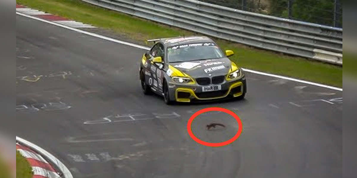 Driver Reacts In A Split Second To Avoid Hitting Squirrel During Race ...