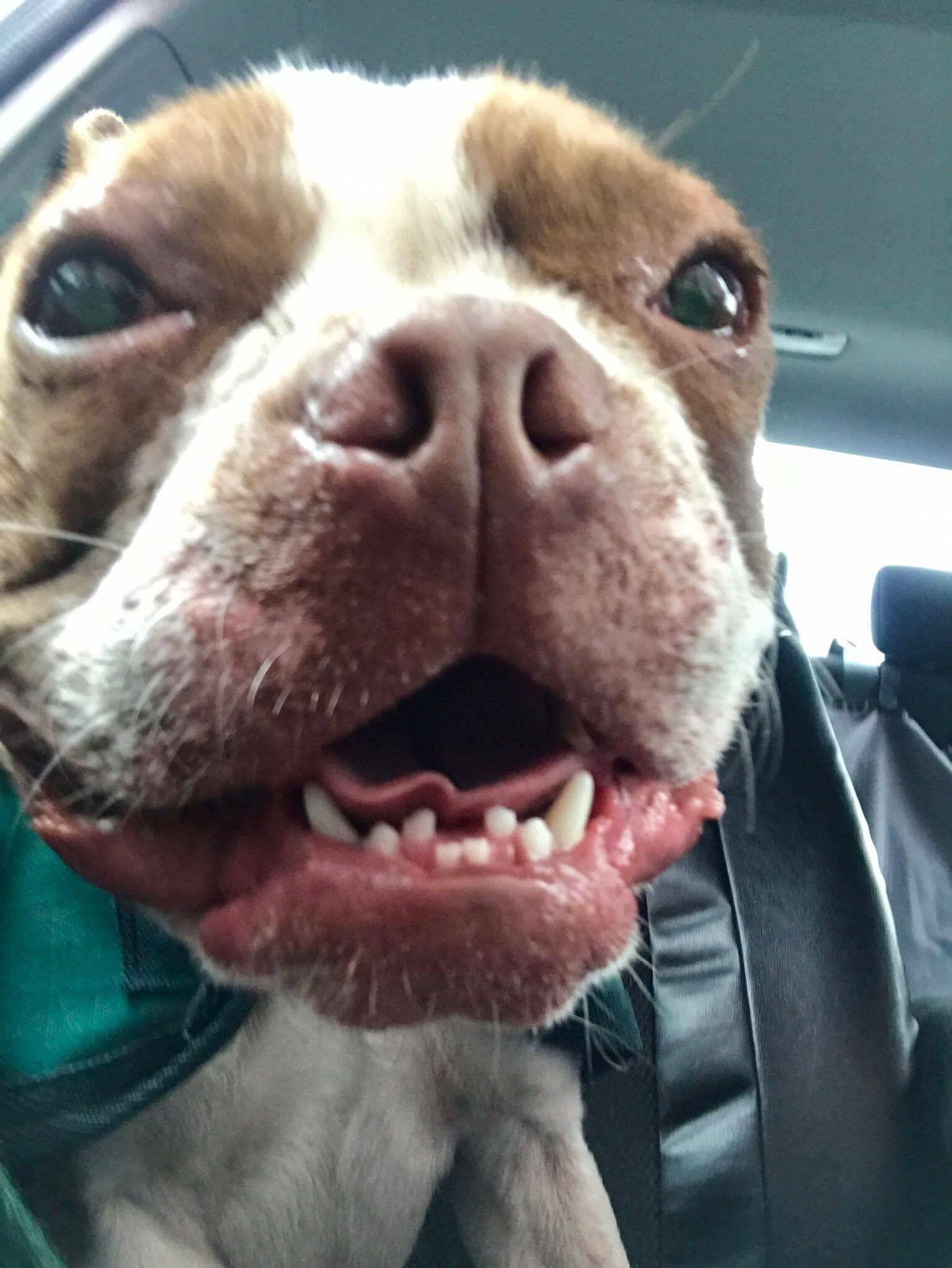 Neglected Puppy Gets Animal Cruelty Law Passed In His Name - The Dodo