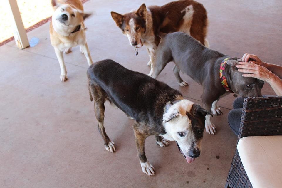 Family Rescues Senior Dog Who Doesn't Have Long To Live - The Dodo