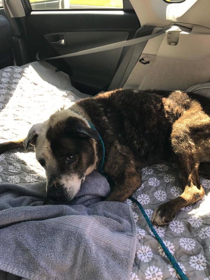 Family Rescues Senior Dog Who Doesn't Have Long To Live - The Dodo