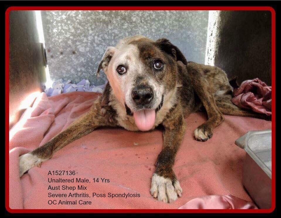 Family Rescues Senior Dog Who Doesn't Have Long To Live - The Dodo