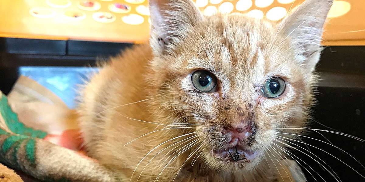 Kitten Survives After Firework Explodes In His Face - The Dodo