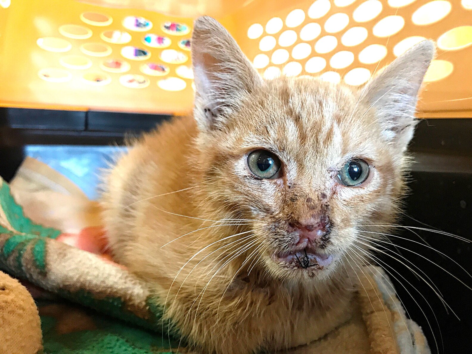 Kitten Survives After Firework Explodes In His Face - The Dodo