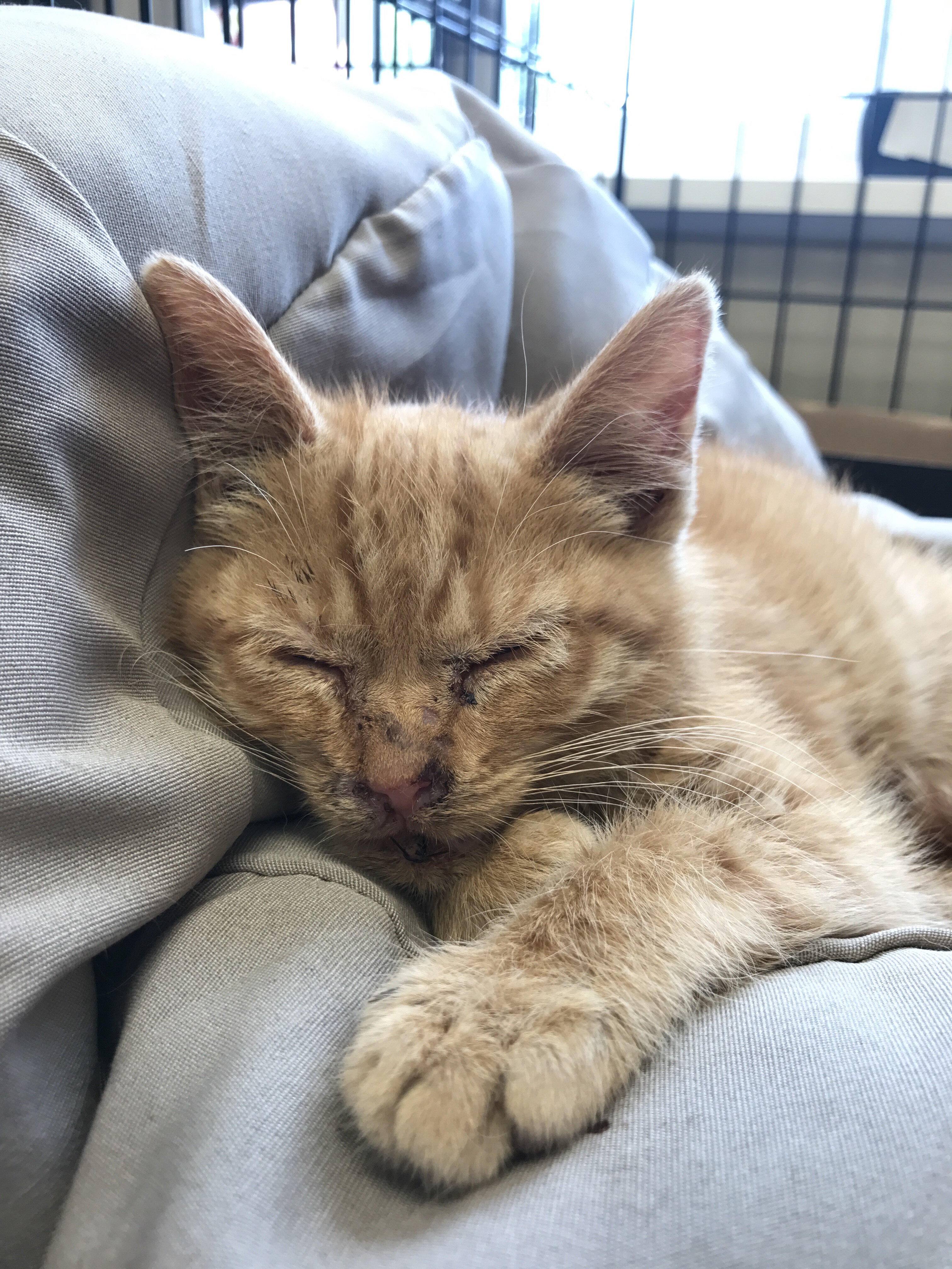 Kitten Survives After Firework Explodes In His Face - The Dodo