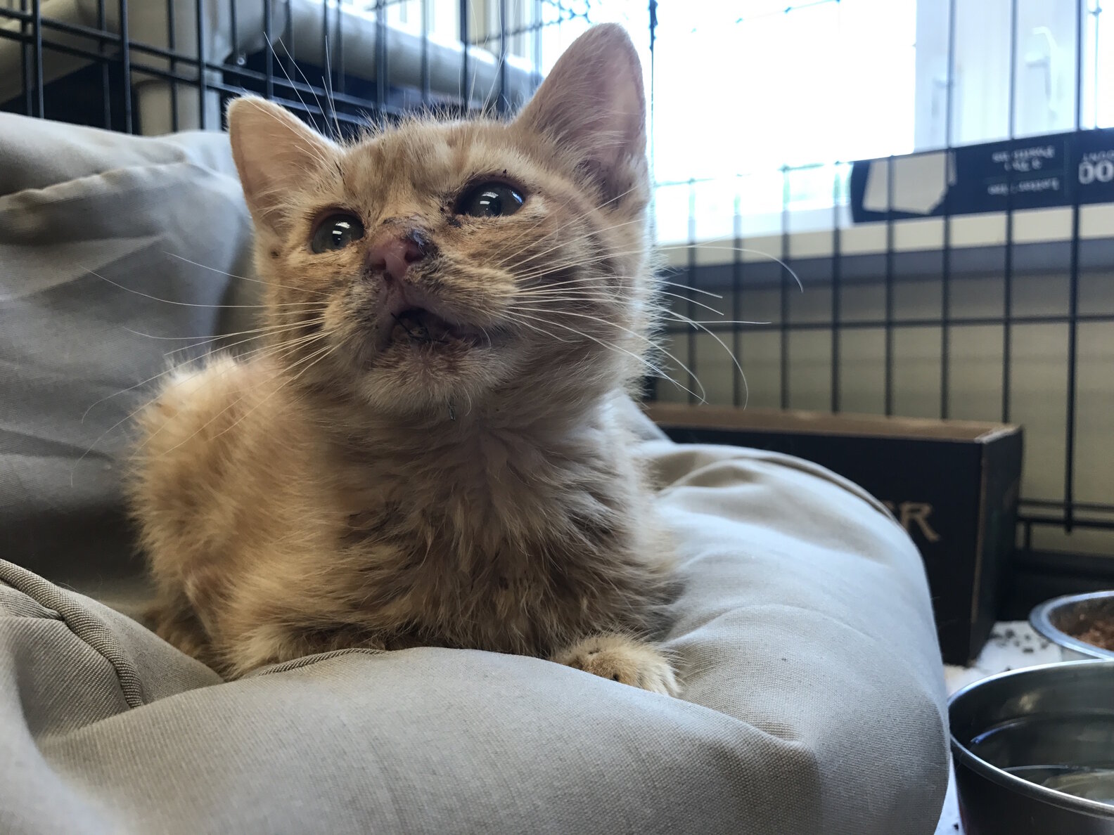 Kitten Survives After Firework Explodes In His Face - The Dodo