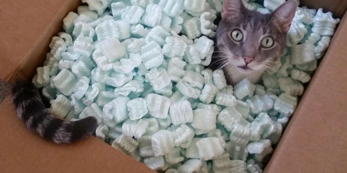 Cat Sees Packing Peanuts For The First Time - The Dodo