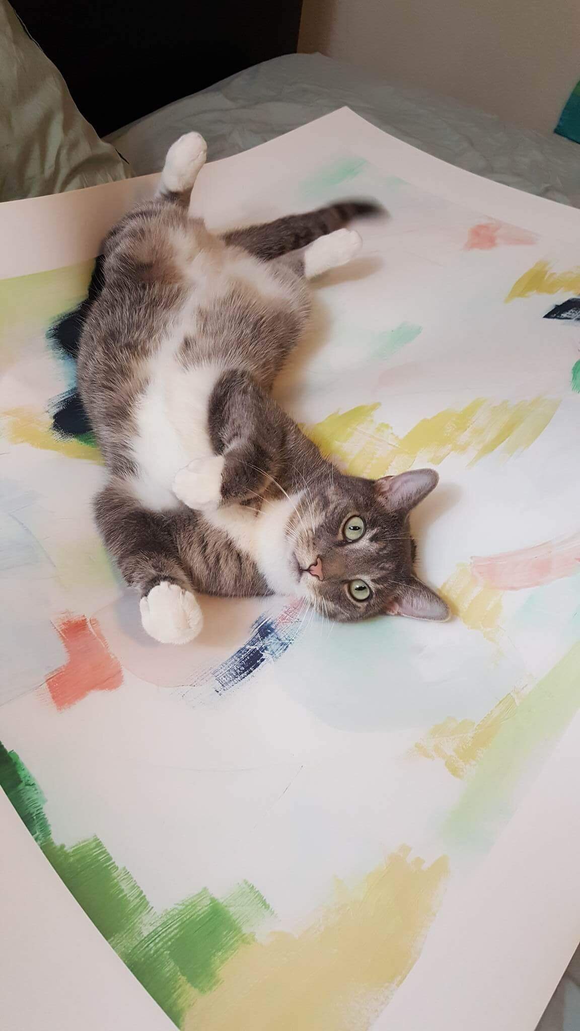 Cat Sees Packing Peanuts For The First Time - The Dodo