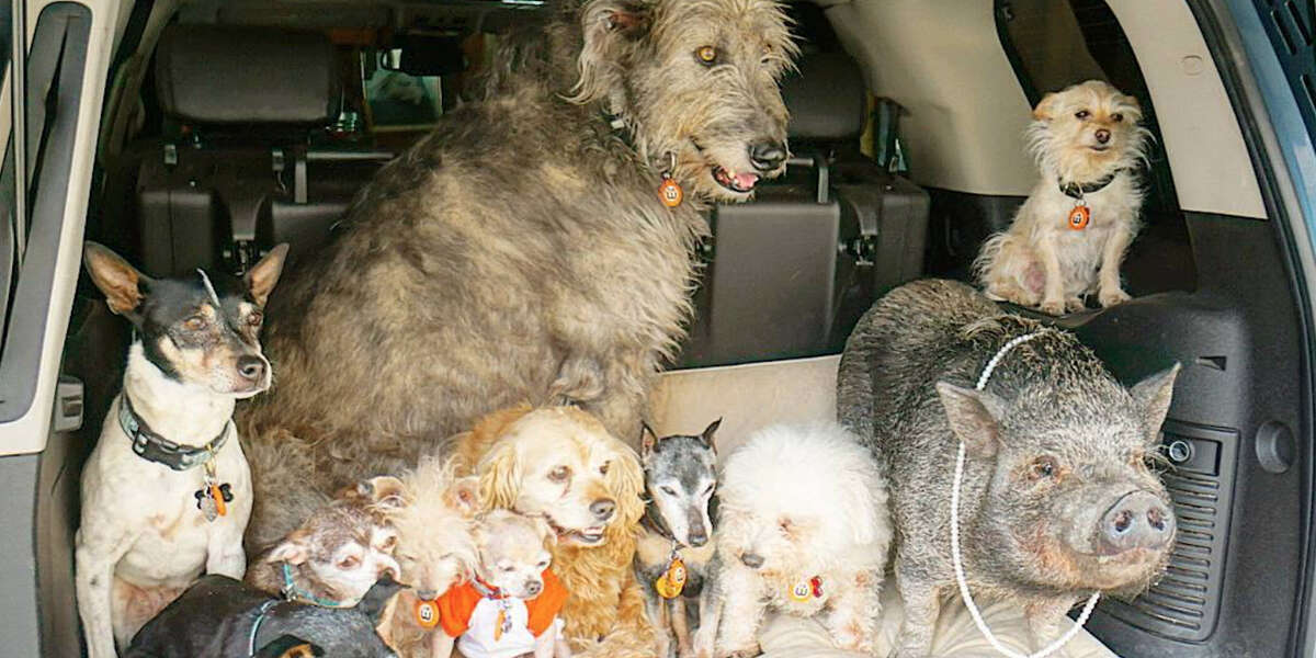 This Man Is Rescuing As Many Dogs As He Can — And Other Animals Too ...