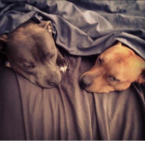 Bonded Foster Dogs Need Forever Home Together - The Dodo